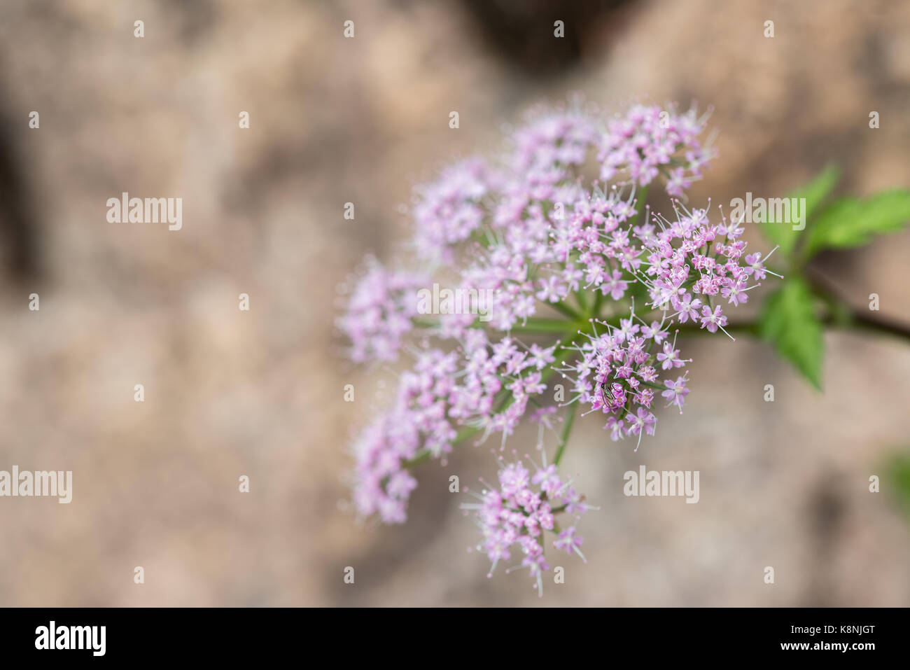 Small undergrowth flowers Stock Photo - Alamy