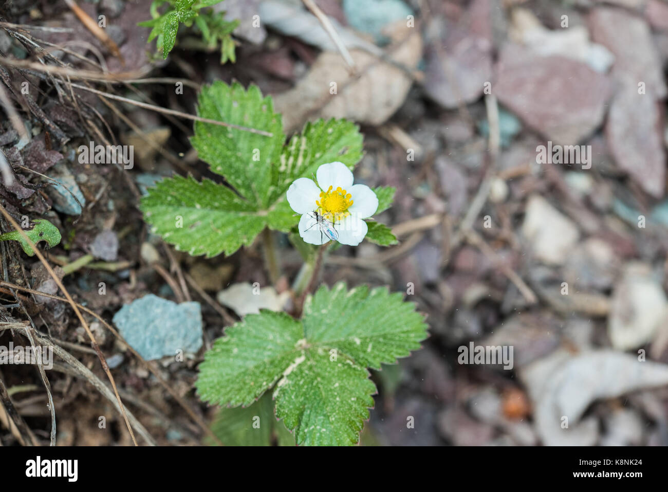 Small undergrowth flowers Stock Photo - Alamy