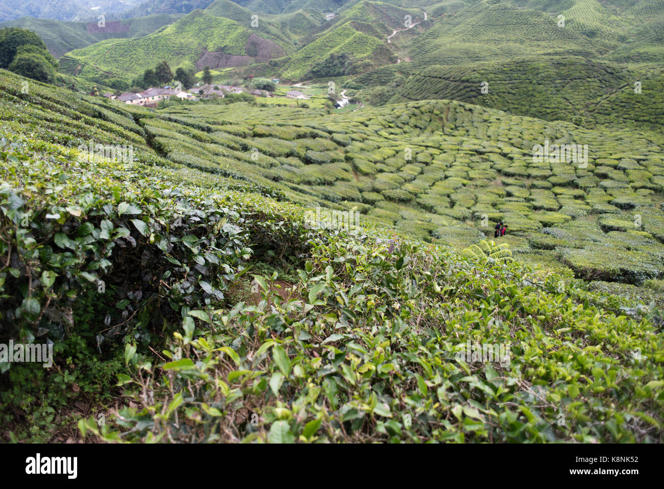 scenery view of tea plantation landscape located in Cameron Highland ...