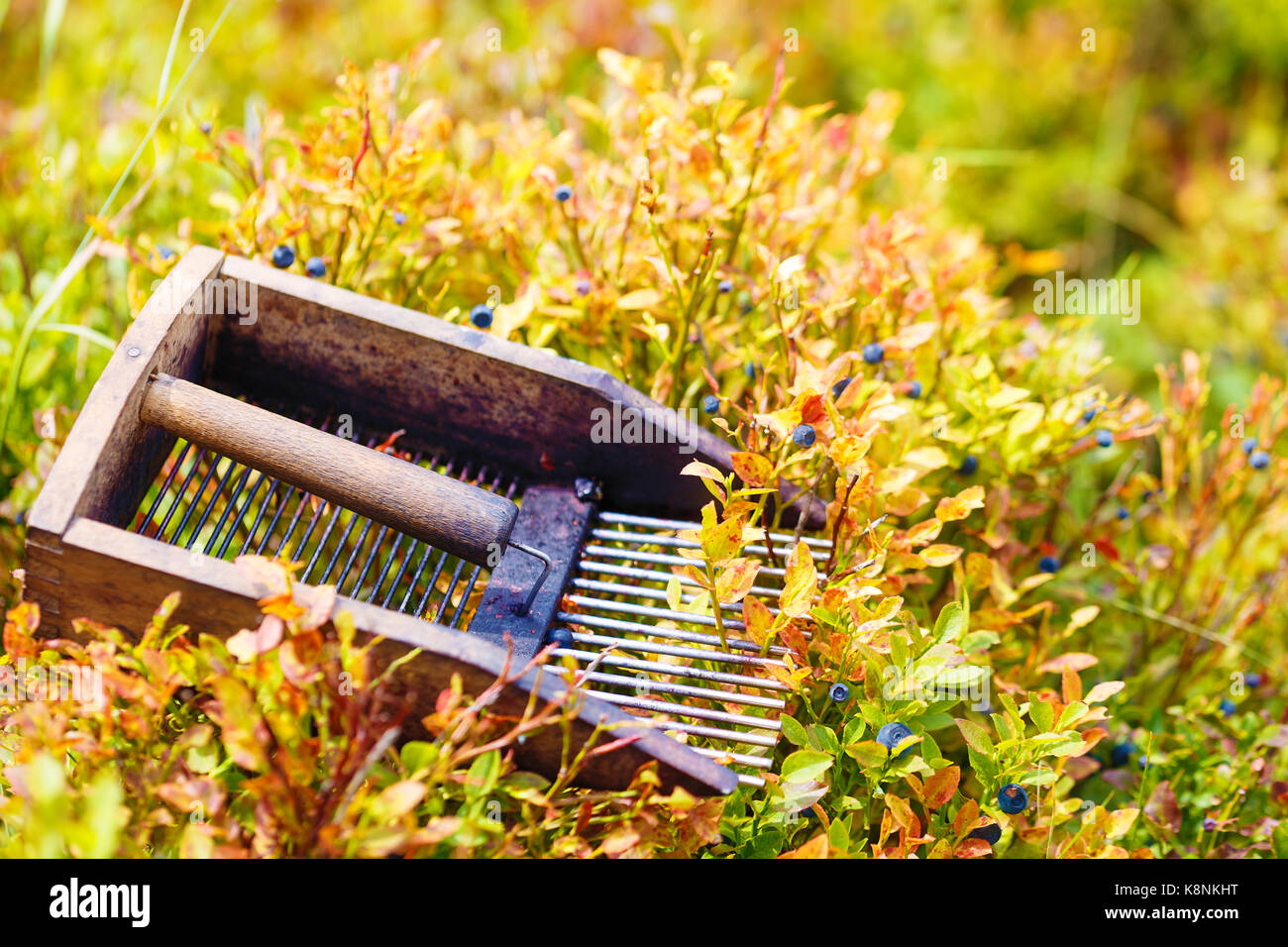 Comb for picking blueberries. Beautiful photos and blur background ...