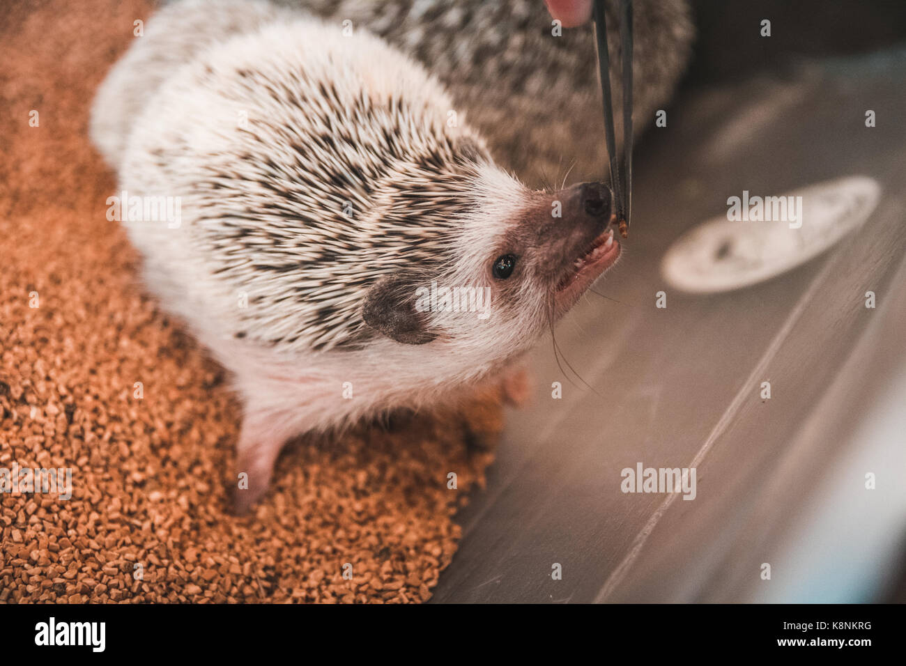 Cute small hedgehog being fed at a Japanese Hedgehog Cafe Stock Photo ...