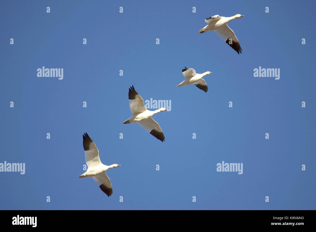 Snow goose Chen caerulescens group of three in flight with one Ross's ...