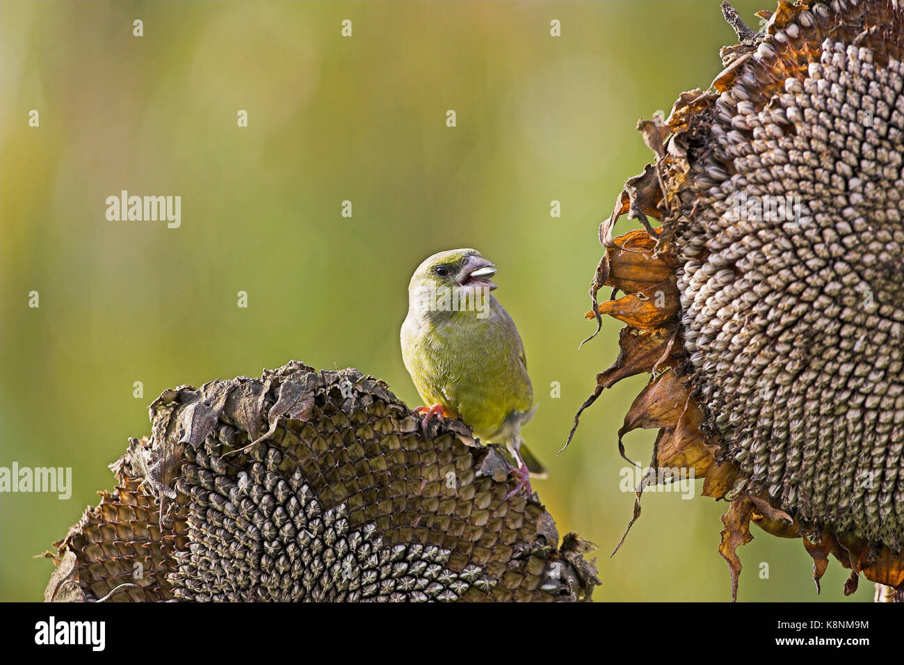 European greenfinch Carduelis chloris feeding on sunflower seeds in ...
