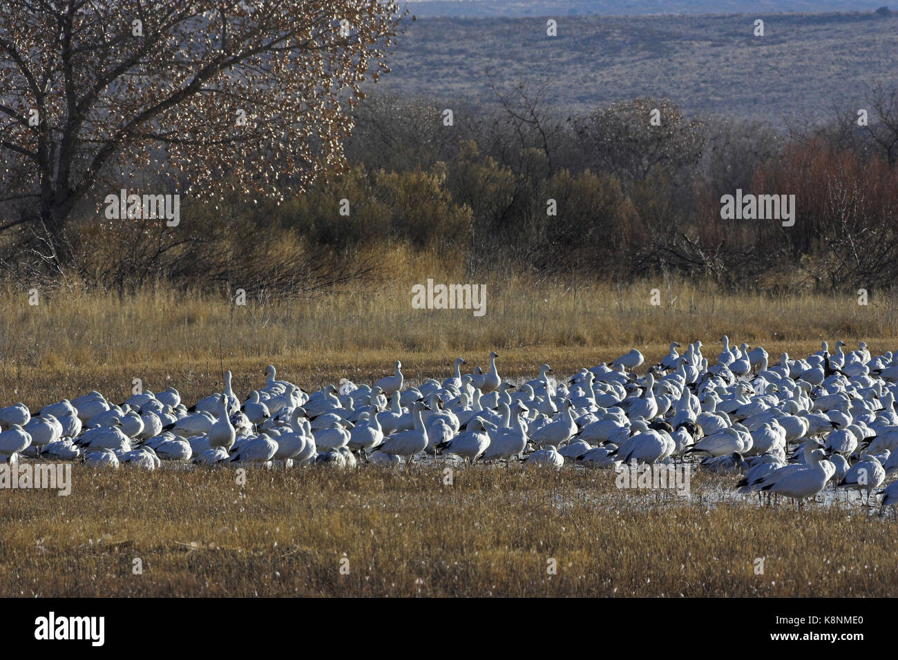 Snow goose Chen caerulescens flock roosting on ice at dawn Bosque del ...