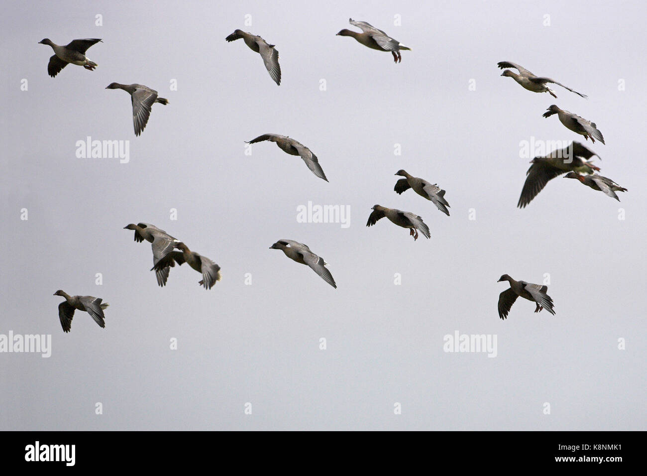 Pink-footed goose Anser brachyrhynchus group in flight Norfolk England ...