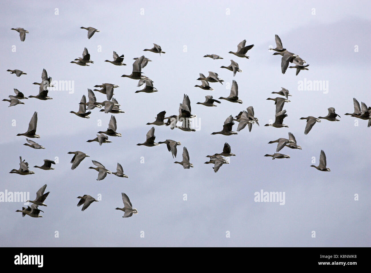 Pink-footed goose Anser brachyrhynchus group in flight Norfolk England ...