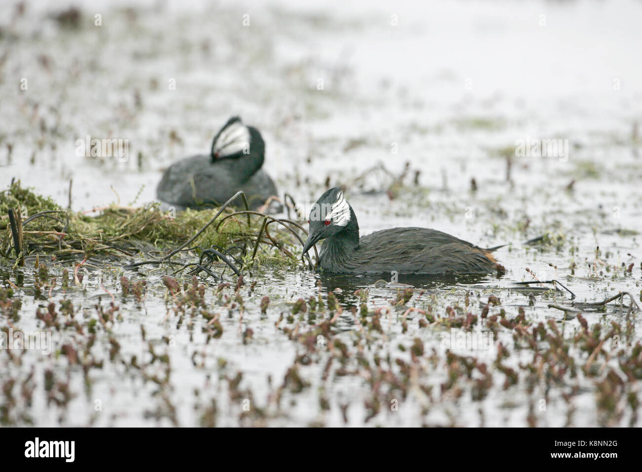 White-tufted grebe Rollandia rolland pair at nest site Falkland Islands ...