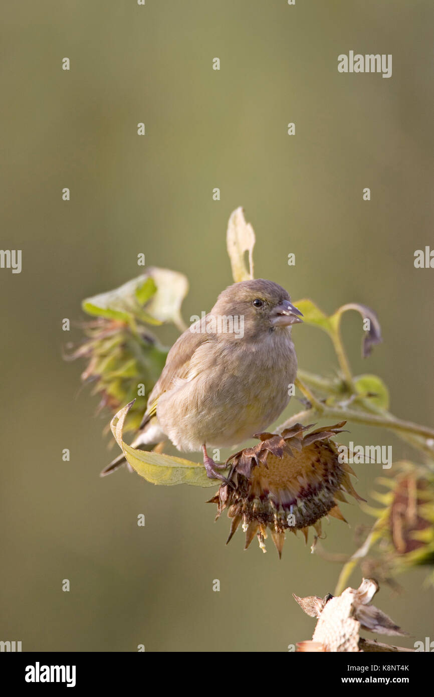 European greenfinch Carduelis chloris feeding on sunflower seeds in ...