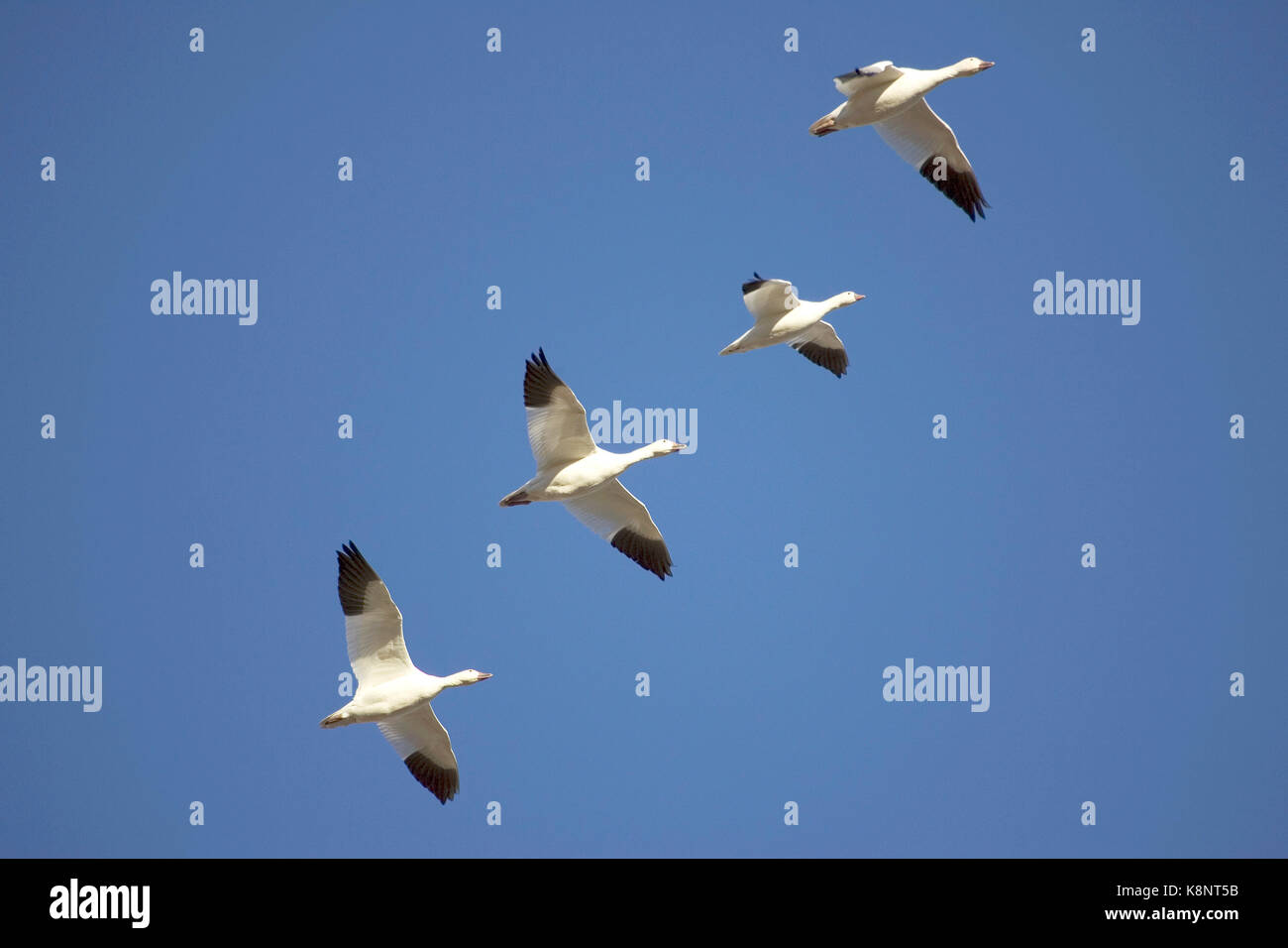 Ross s goose hi-res stock photography and images - Alamy