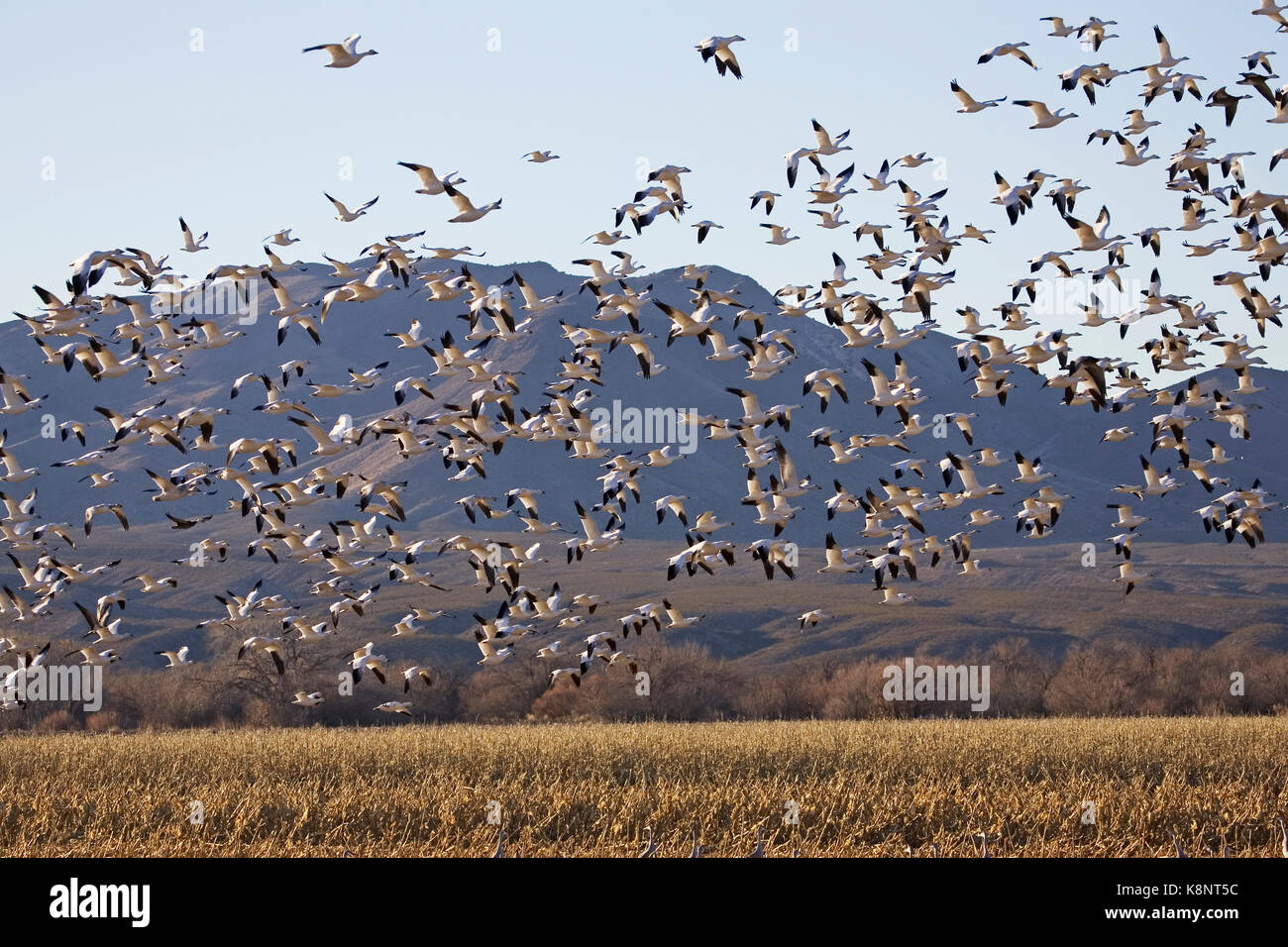 Snow goose Chen caerulescens large flocktaking off in reaction to an ...