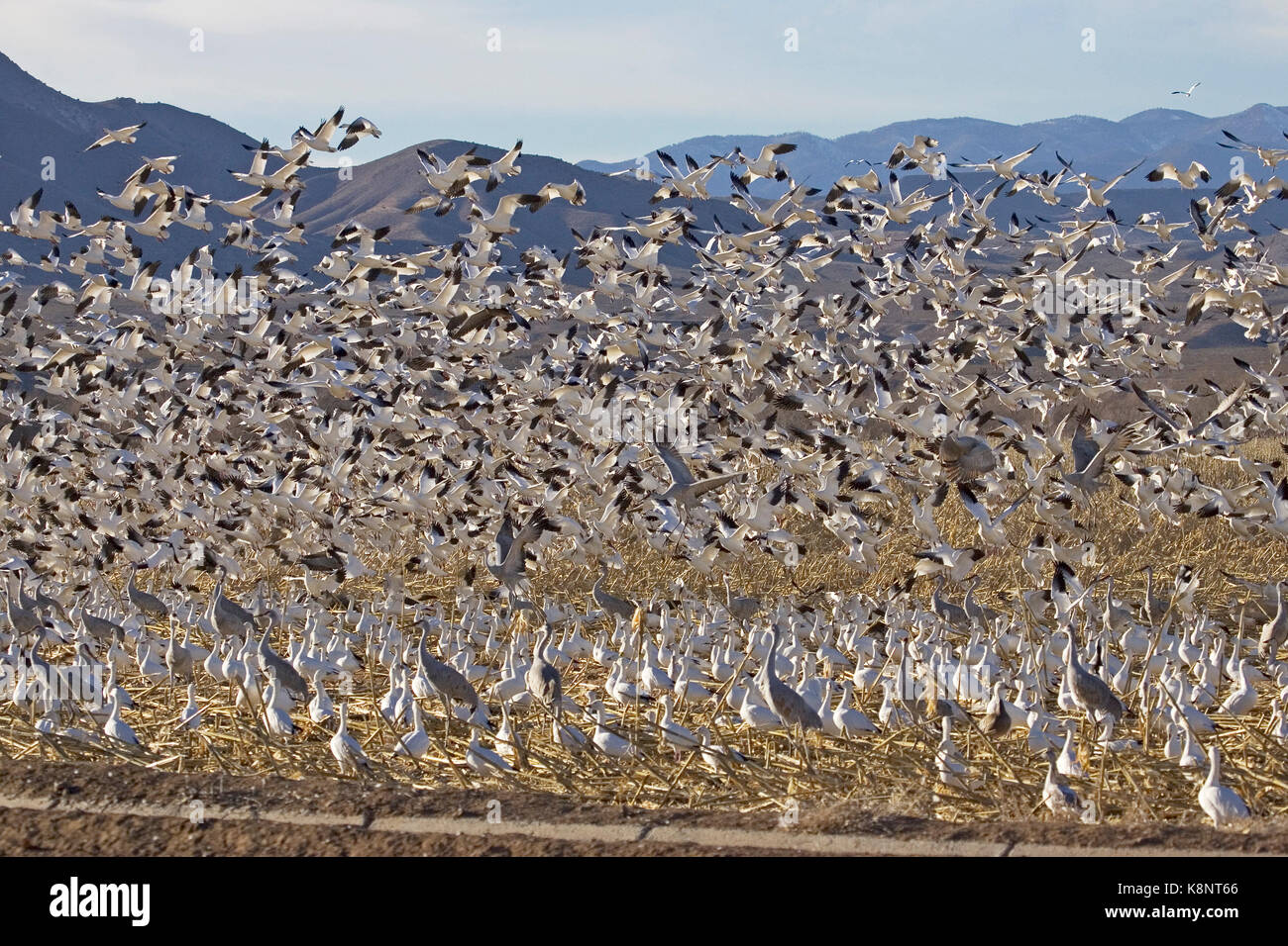 Snow goose Chen caerulescens large flocktaking off in reaction to an ...