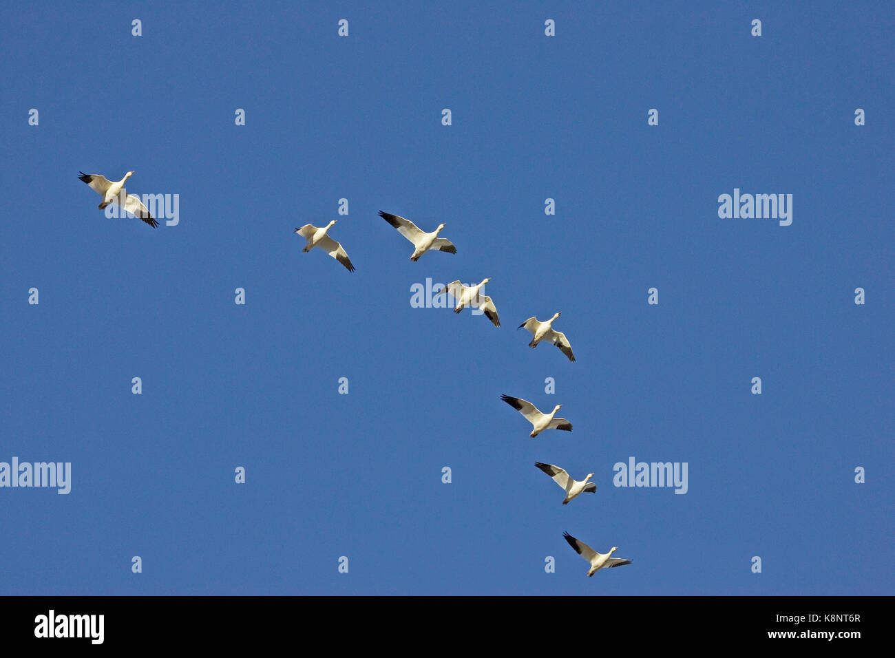 Snow goose Chen caerulescens group in flight with Ross's goose Bosque ...