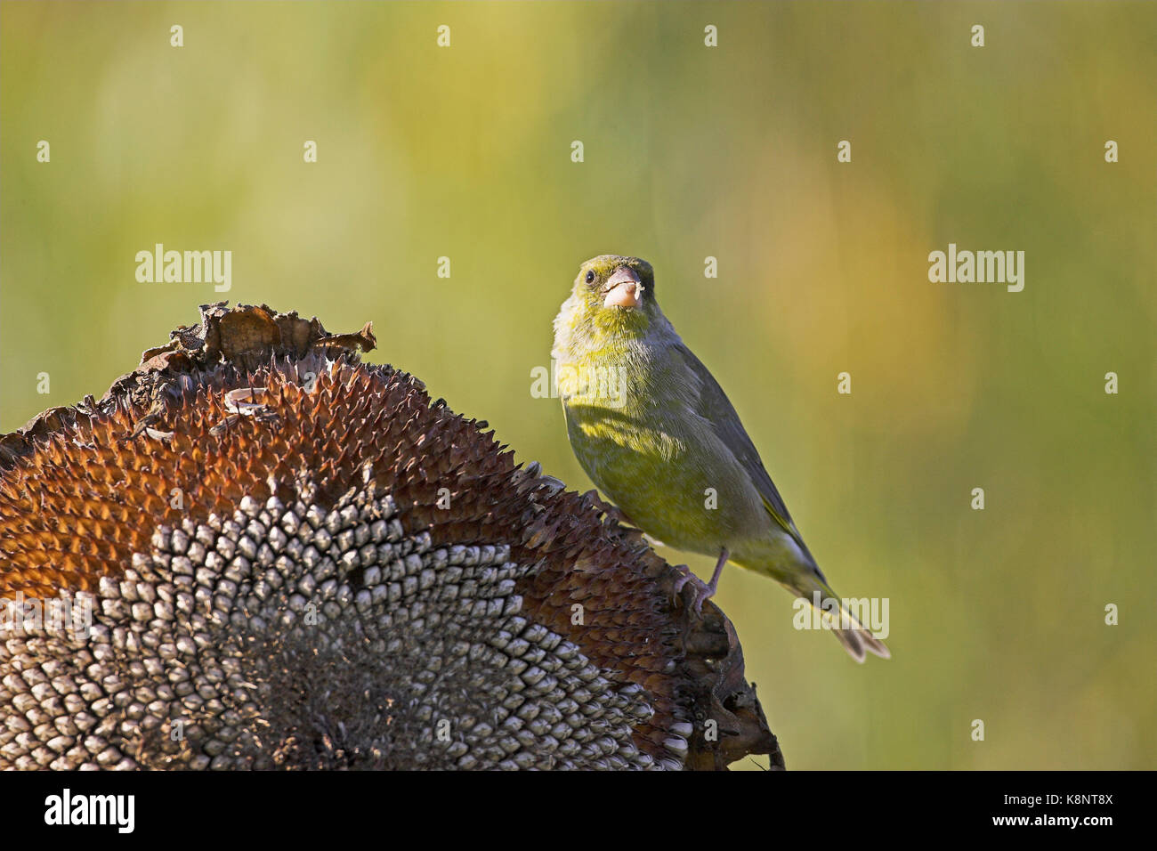 European greenfinch Carduelis chloris feeding on sunflower seeds in ...