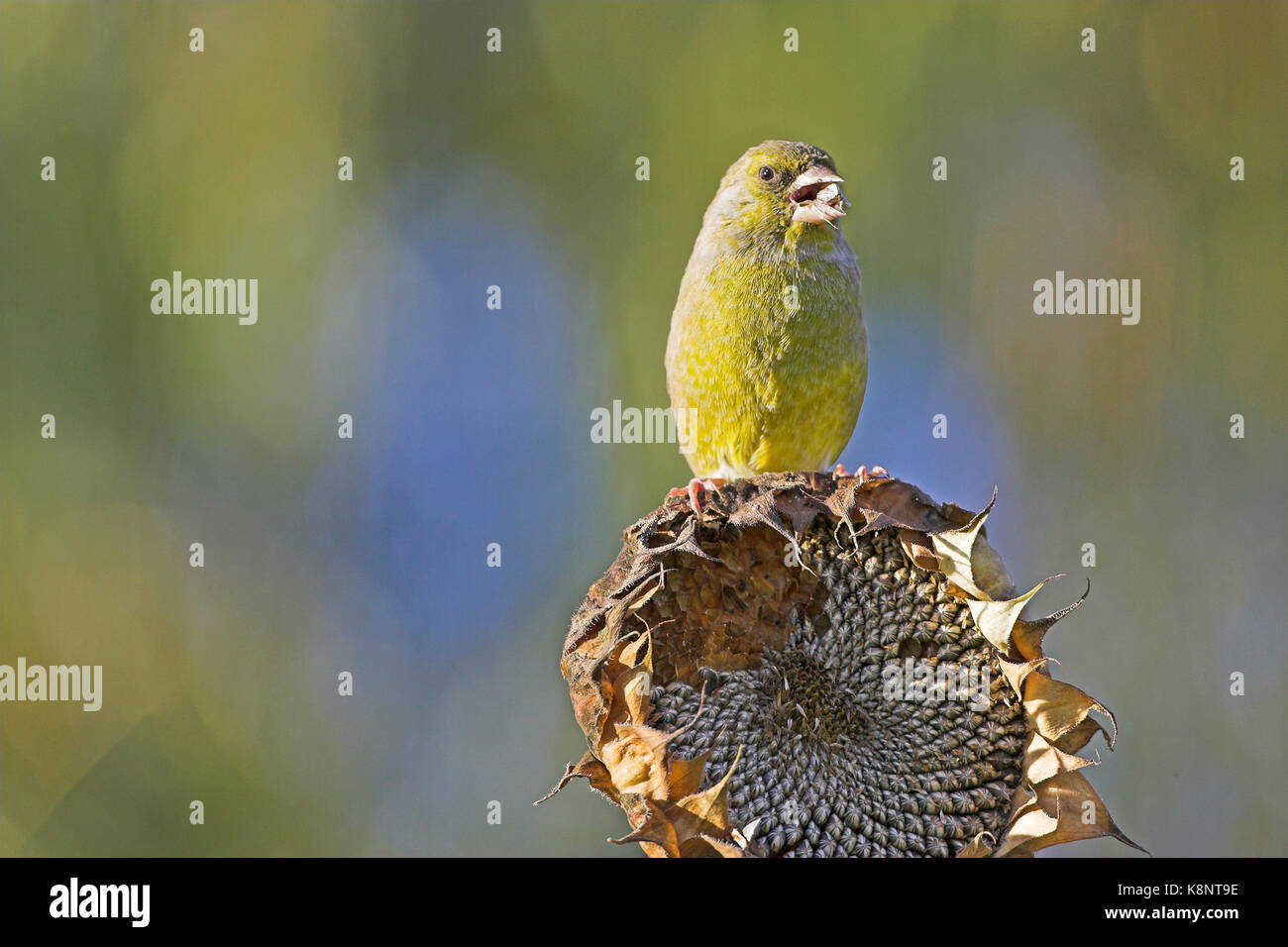 European greenfinch Carduelis chloris feeding on sunflower seeds in ...