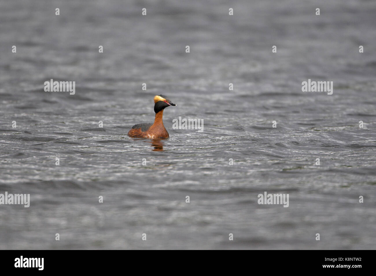 Loch Ruthven Stock Photos & Loch Ruthven Stock Images - Alamy
