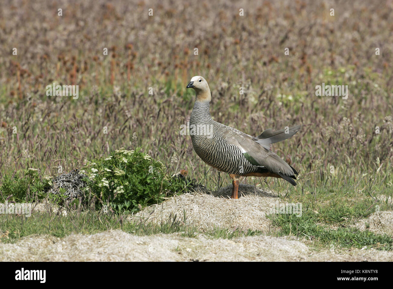 Ruddy-headed goose Chloephaga rubidiceps in grassland Falkland Islands ...