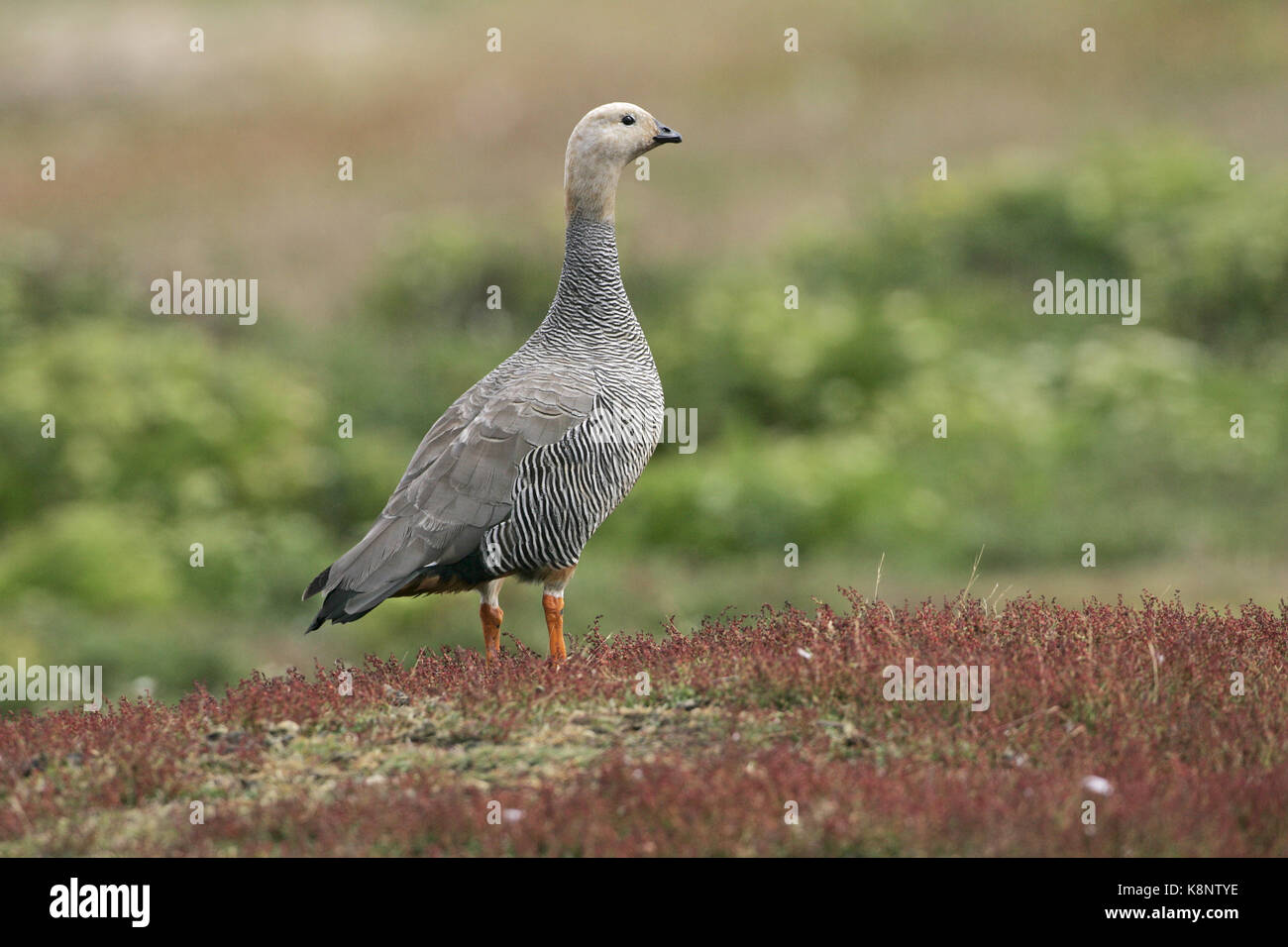 Ruddy-headed goose Chloephaga rubidiceps in grassland Falkland Islands ...