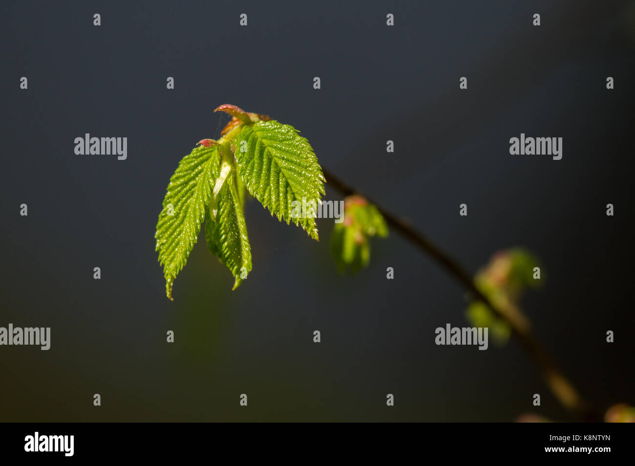 Beautiful hazelnut tree in spring Stock Photo - Alamy