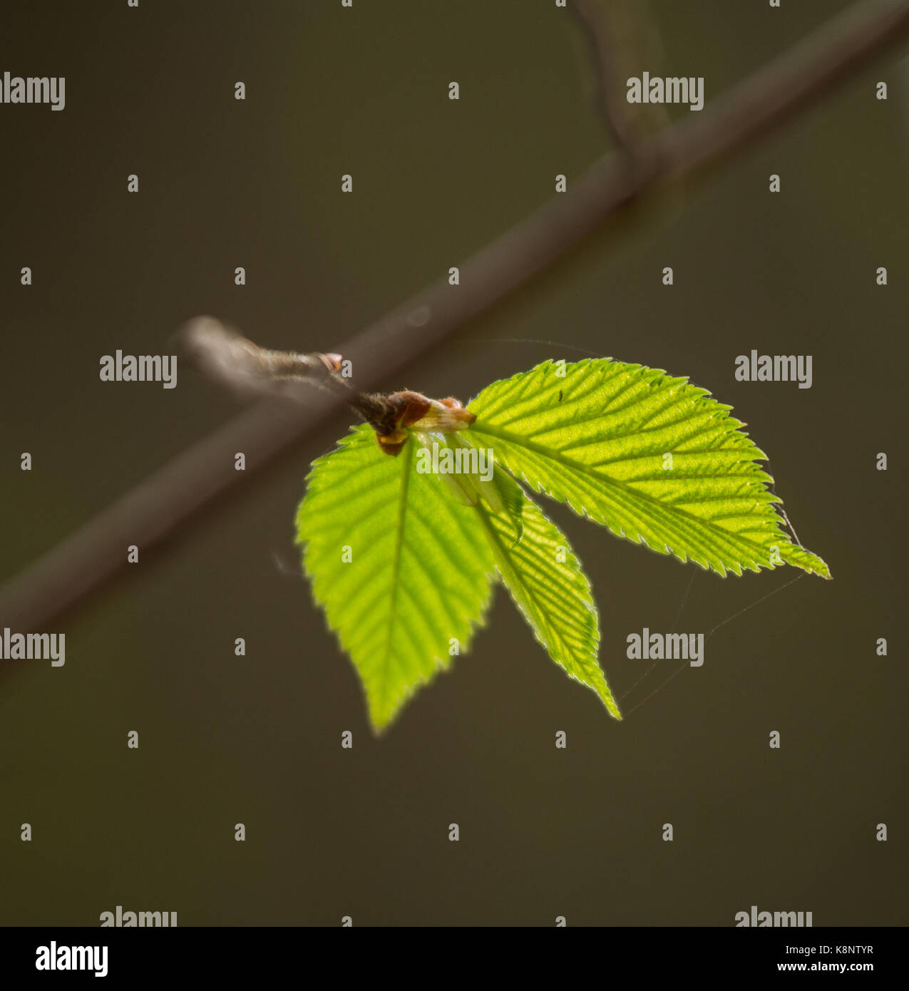 Beautiful hazelnut tree in spring Stock Photo - Alamy