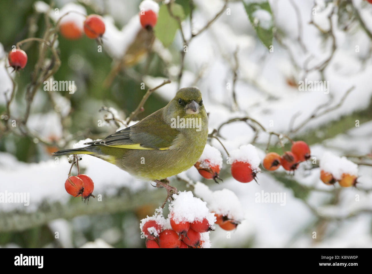 European greenfinch Carduelis chloris on Broad-leaved Cockspur Thorn ...