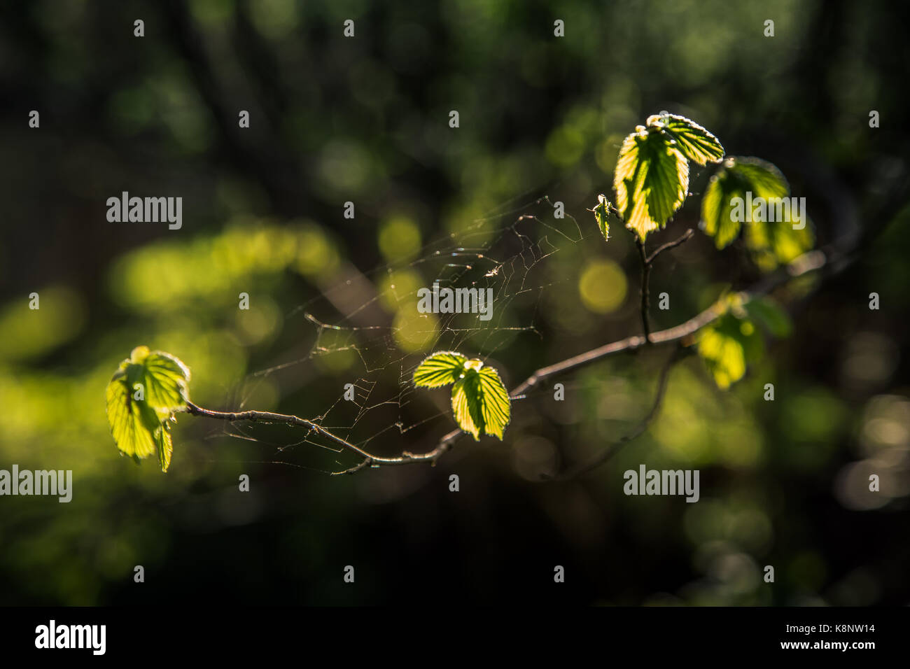 Beautiful hazelnut tree in spring Stock Photo - Alamy
