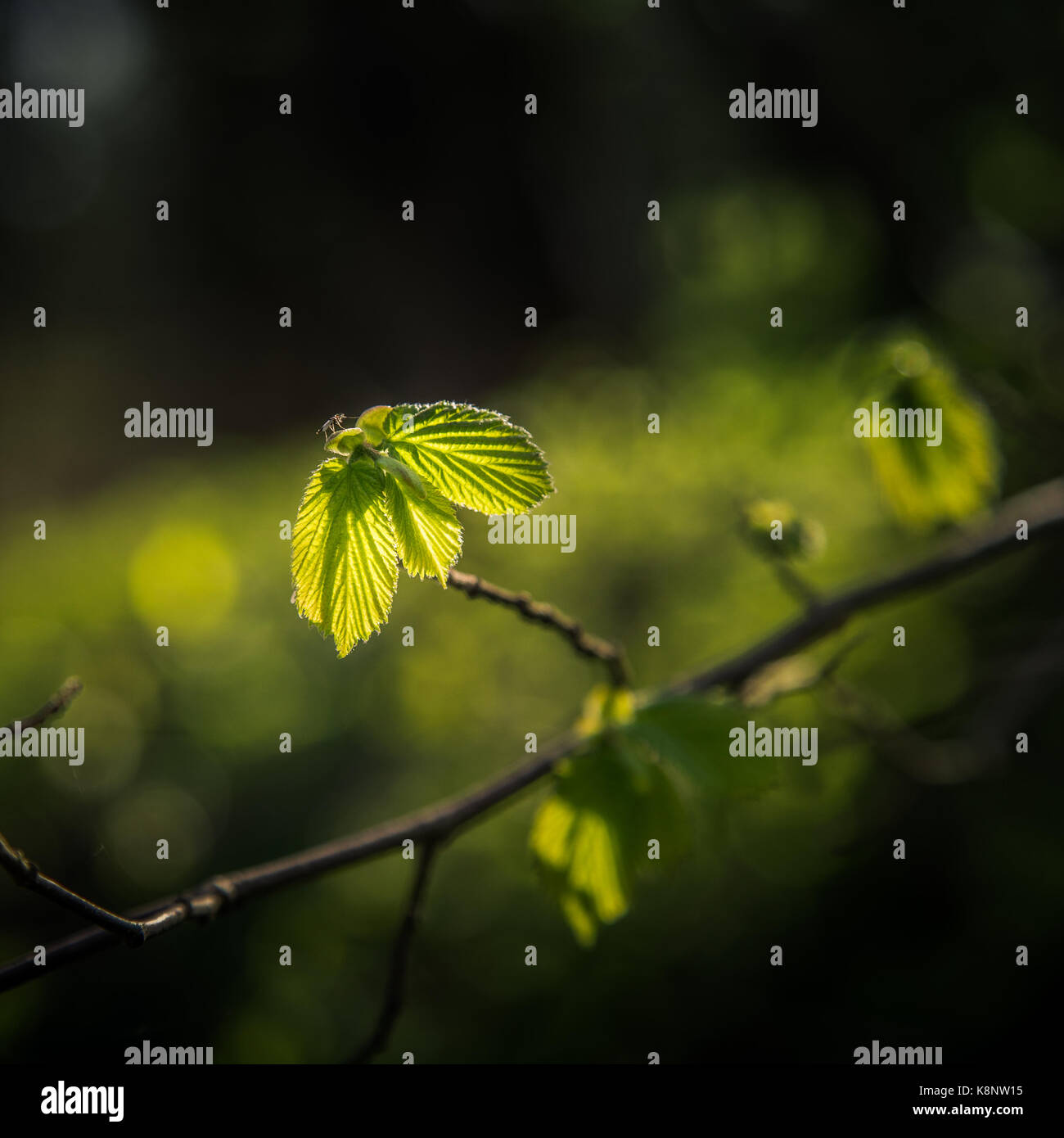 Beautiful hazelnut tree in spring Stock Photo - Alamy