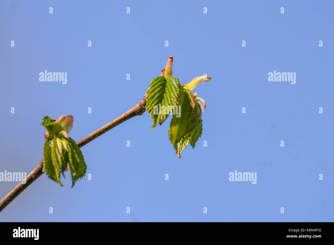 Beautiful hazelnut tree in spring Stock Photo - Alamy