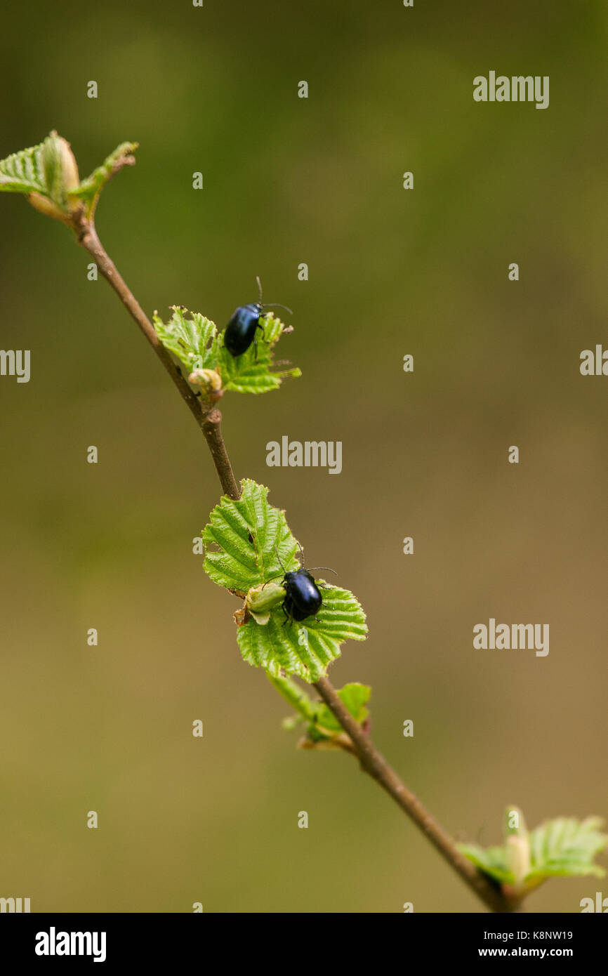 Beautiful hazelnut tree in spring Stock Photo - Alamy
