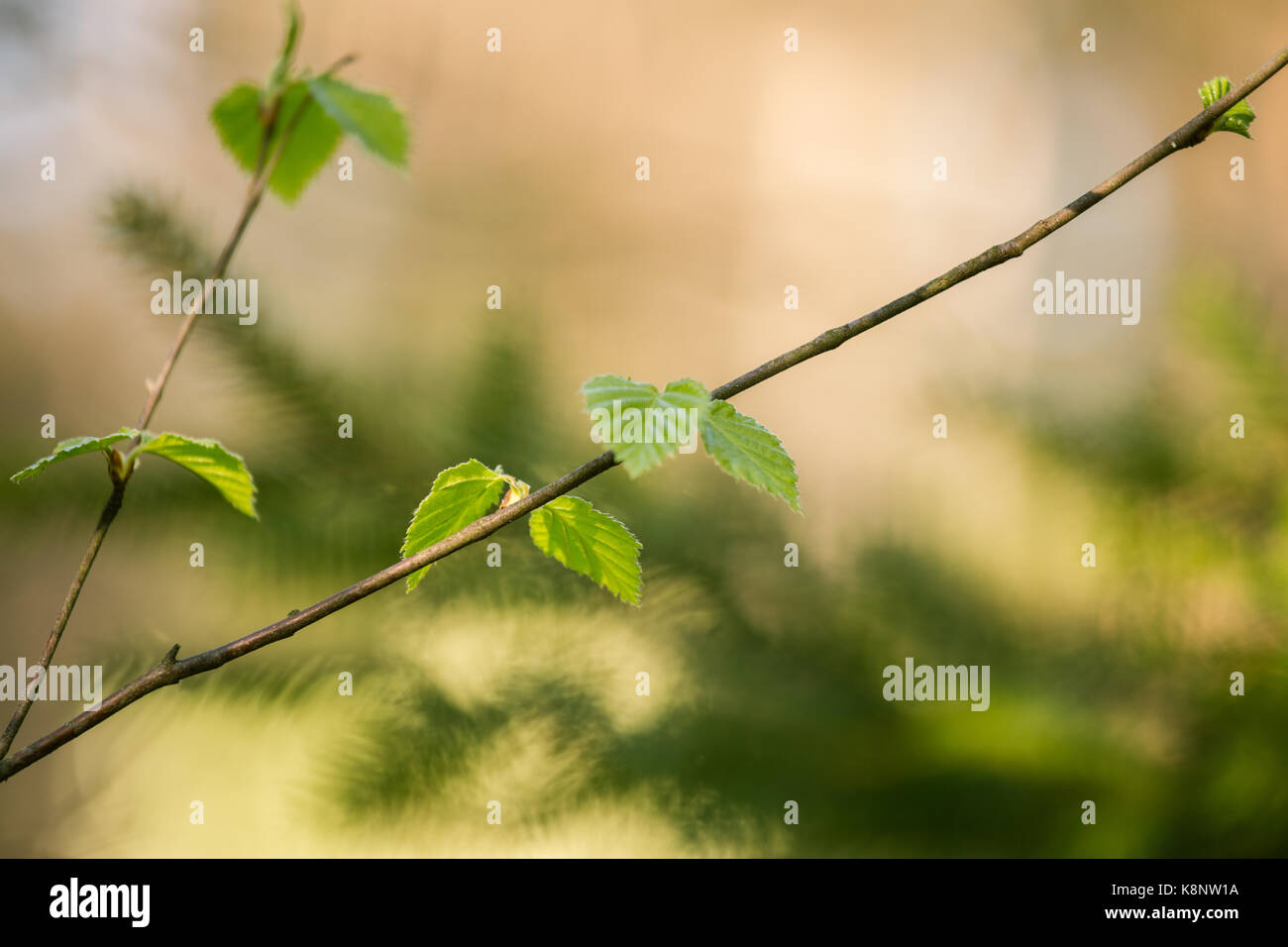 Beautiful hazelnut tree in spring Stock Photo - Alamy