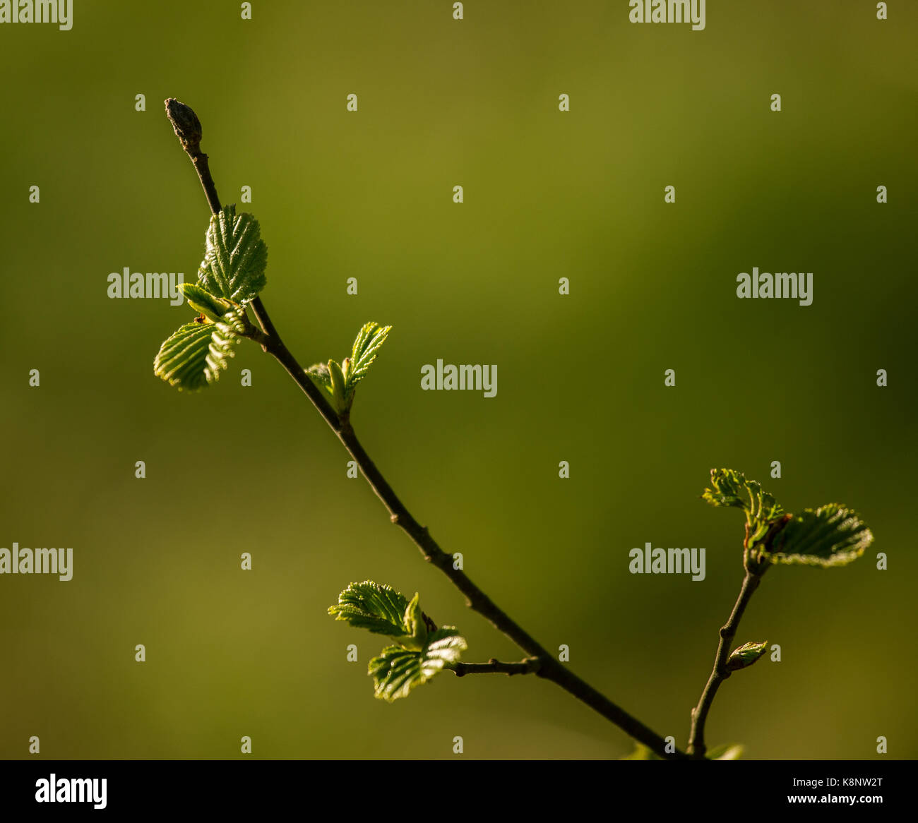 Beautiful hazelnut tree in spring Stock Photo - Alamy