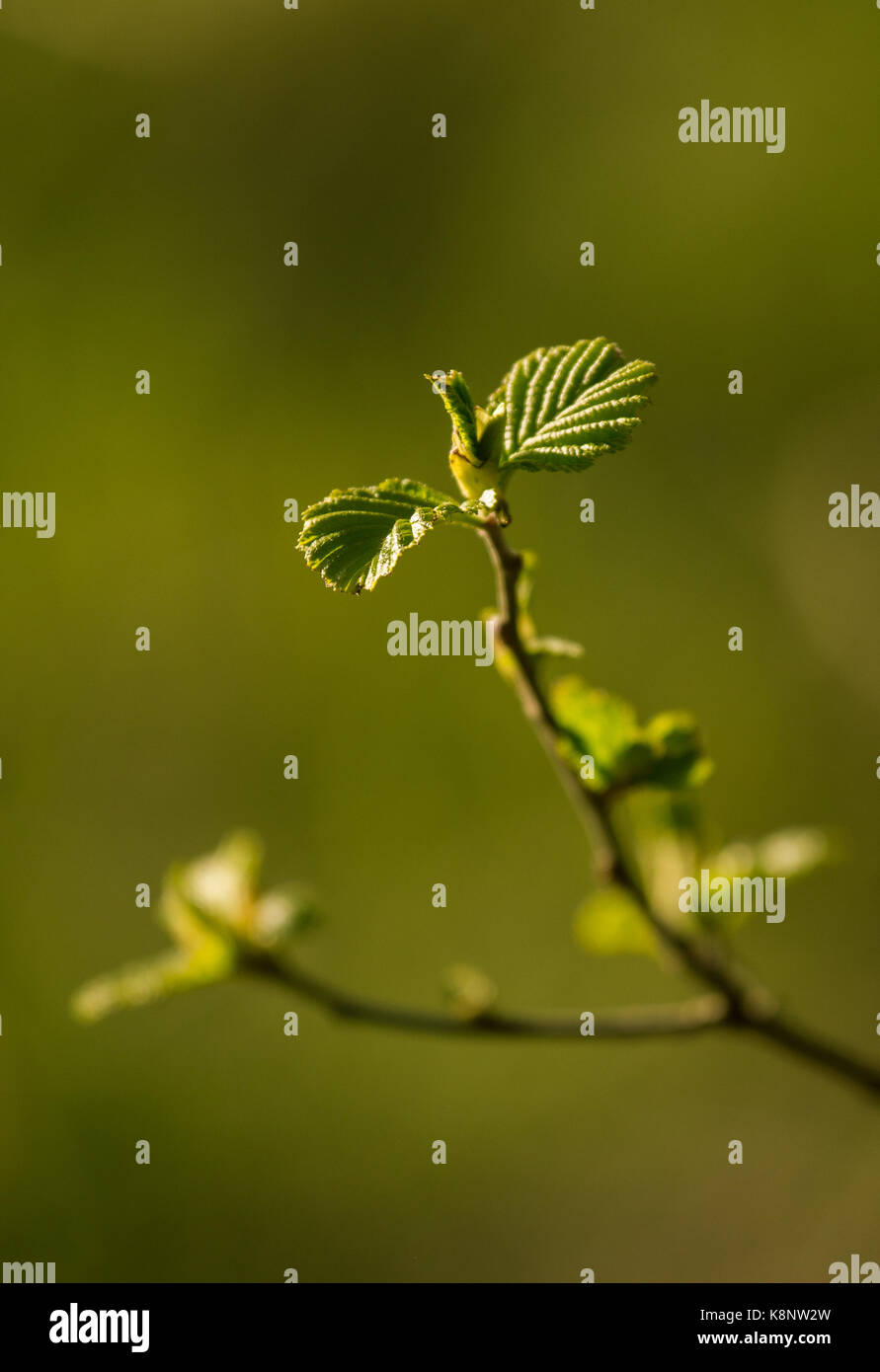 Beautiful hazelnut tree in spring Stock Photo - Alamy