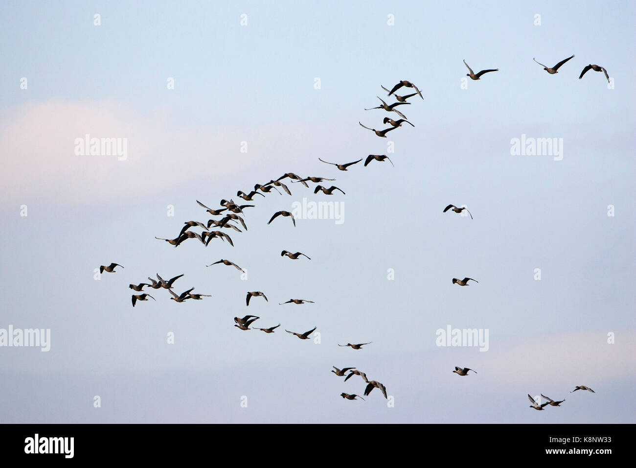 Pink-footed goose Anser brachyrhynchus flock in flight over Udale Bay ...