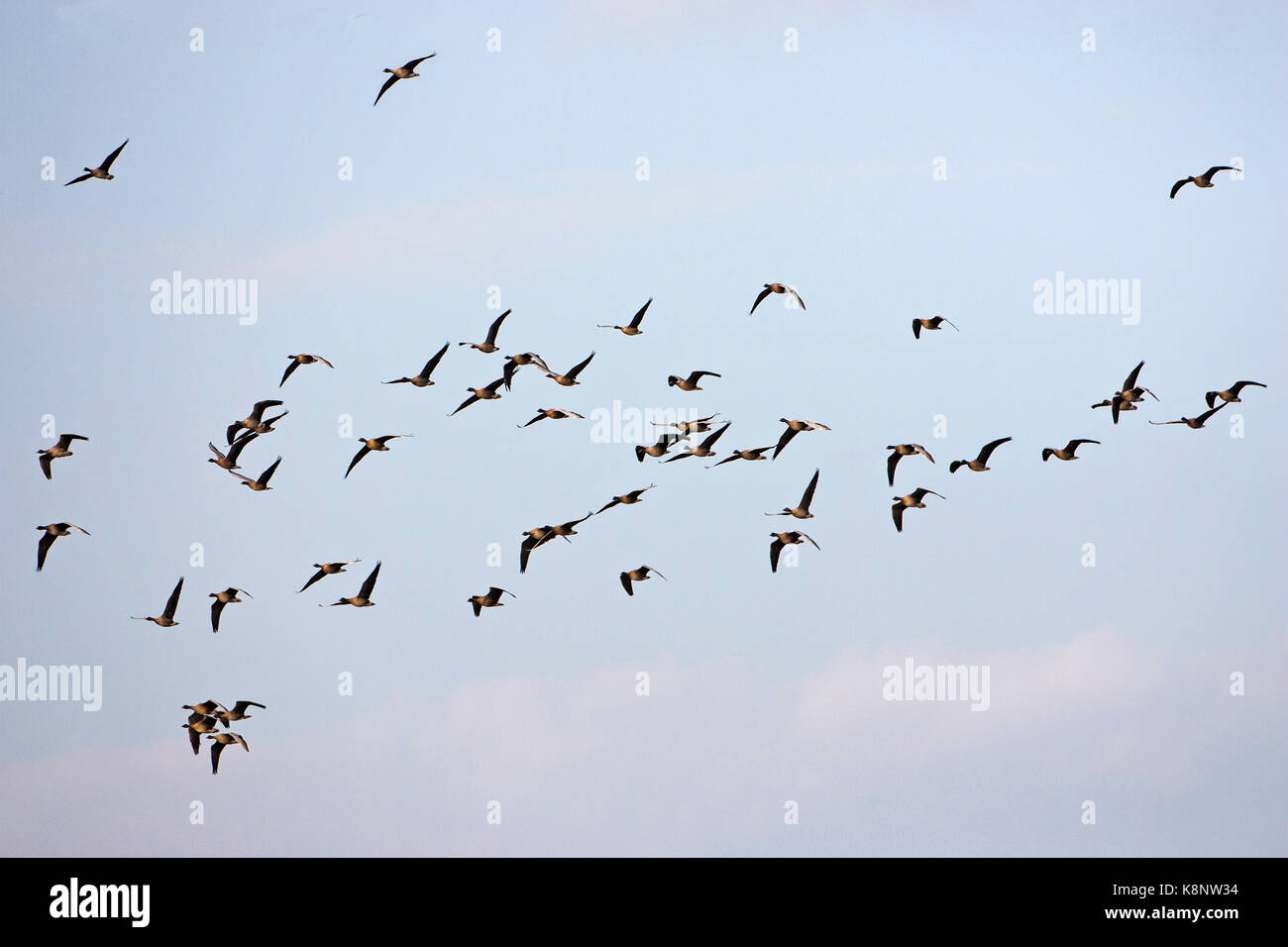 Pink-footed goose Anser brachyrhynchus flock in flight over Udale Bay ...