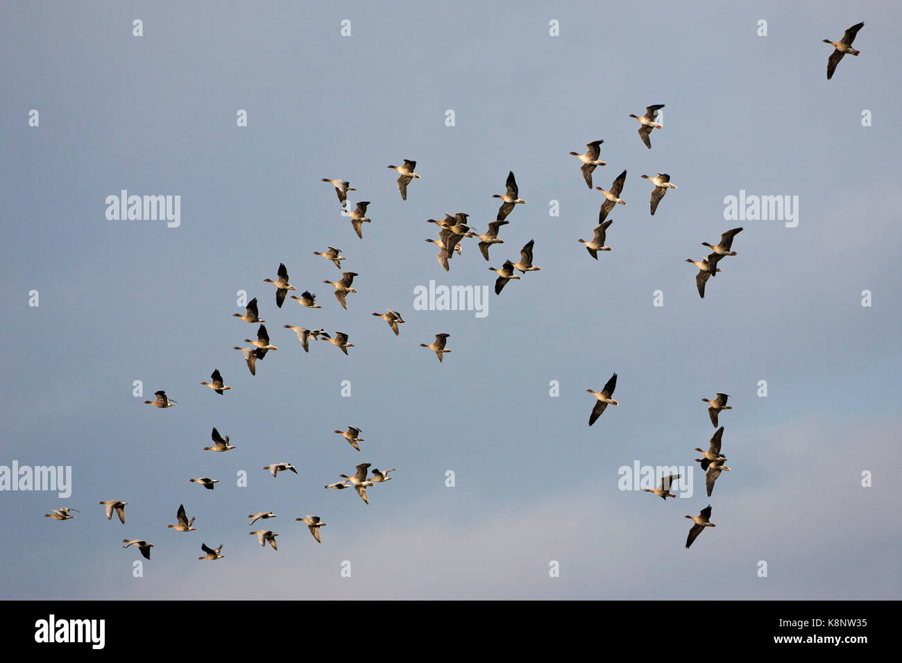 Pink-footed goose Anser brachyrhynchus flock in flight over Udale Bay ...