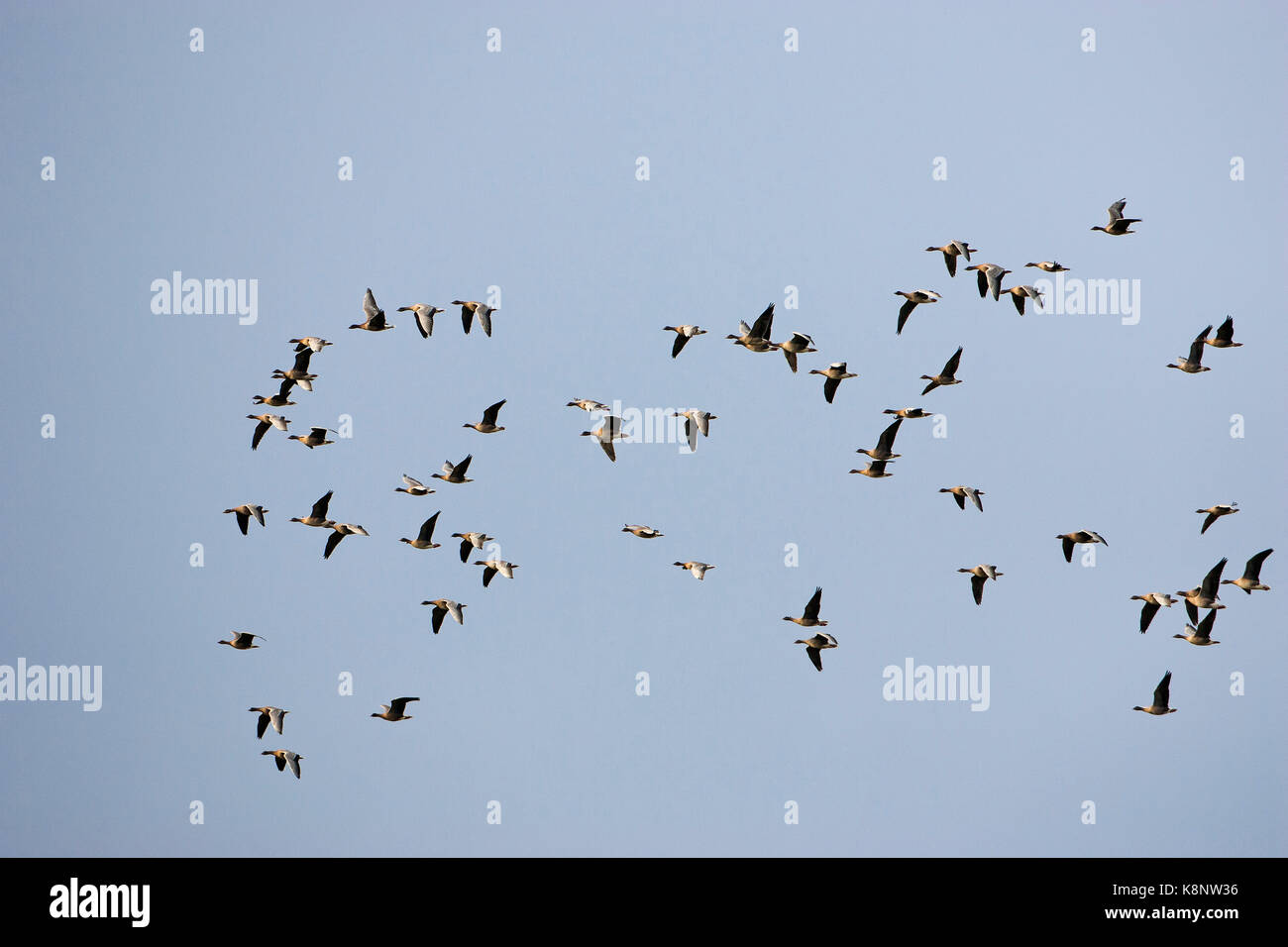 Pink-footed goose Anser brachyrhynchus flock in flight over Udale Bay ...