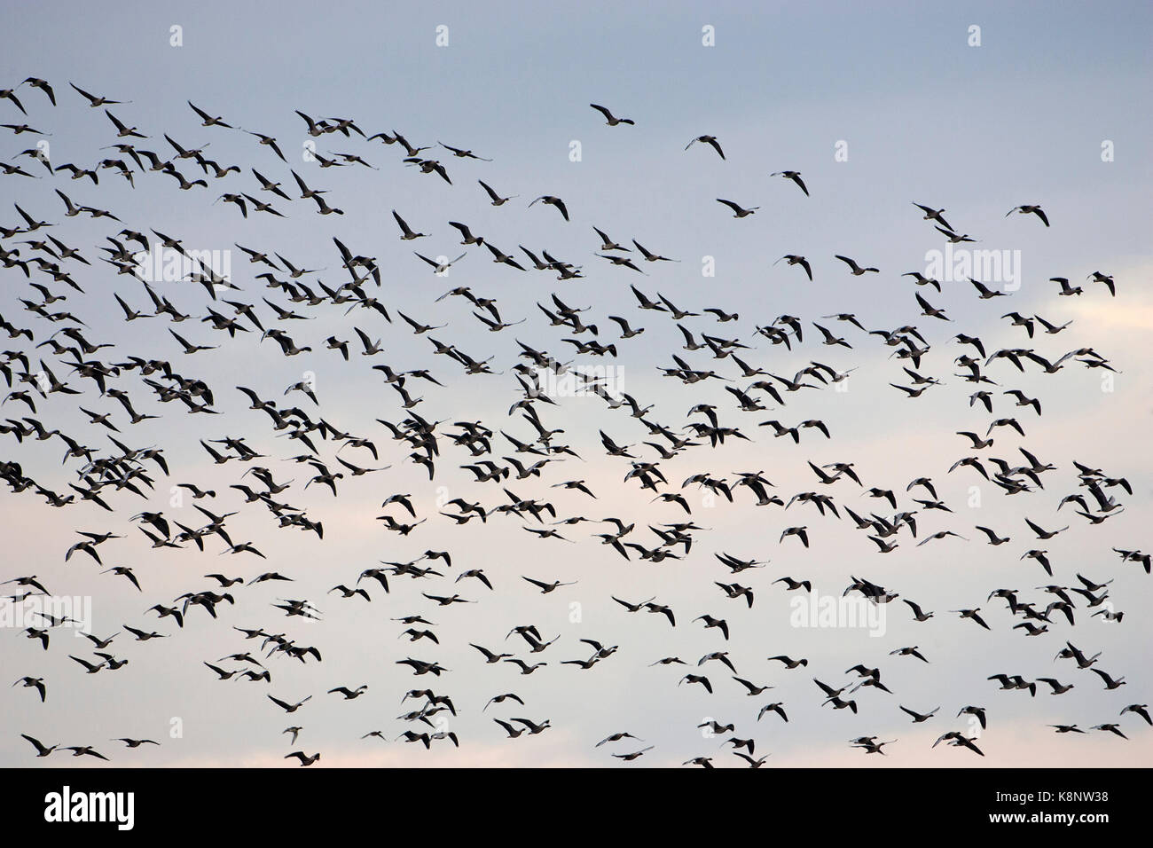 Pink-footed goose Anser brachyrhynchus flock in flight over Udale Bay ...