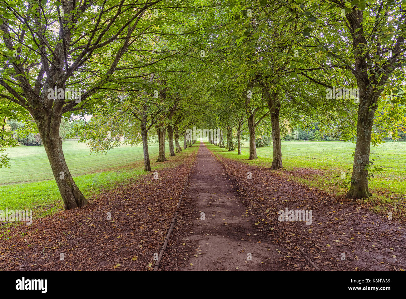The long tree covered footpath with Eglinton Park Irvine Scotland Stock ...