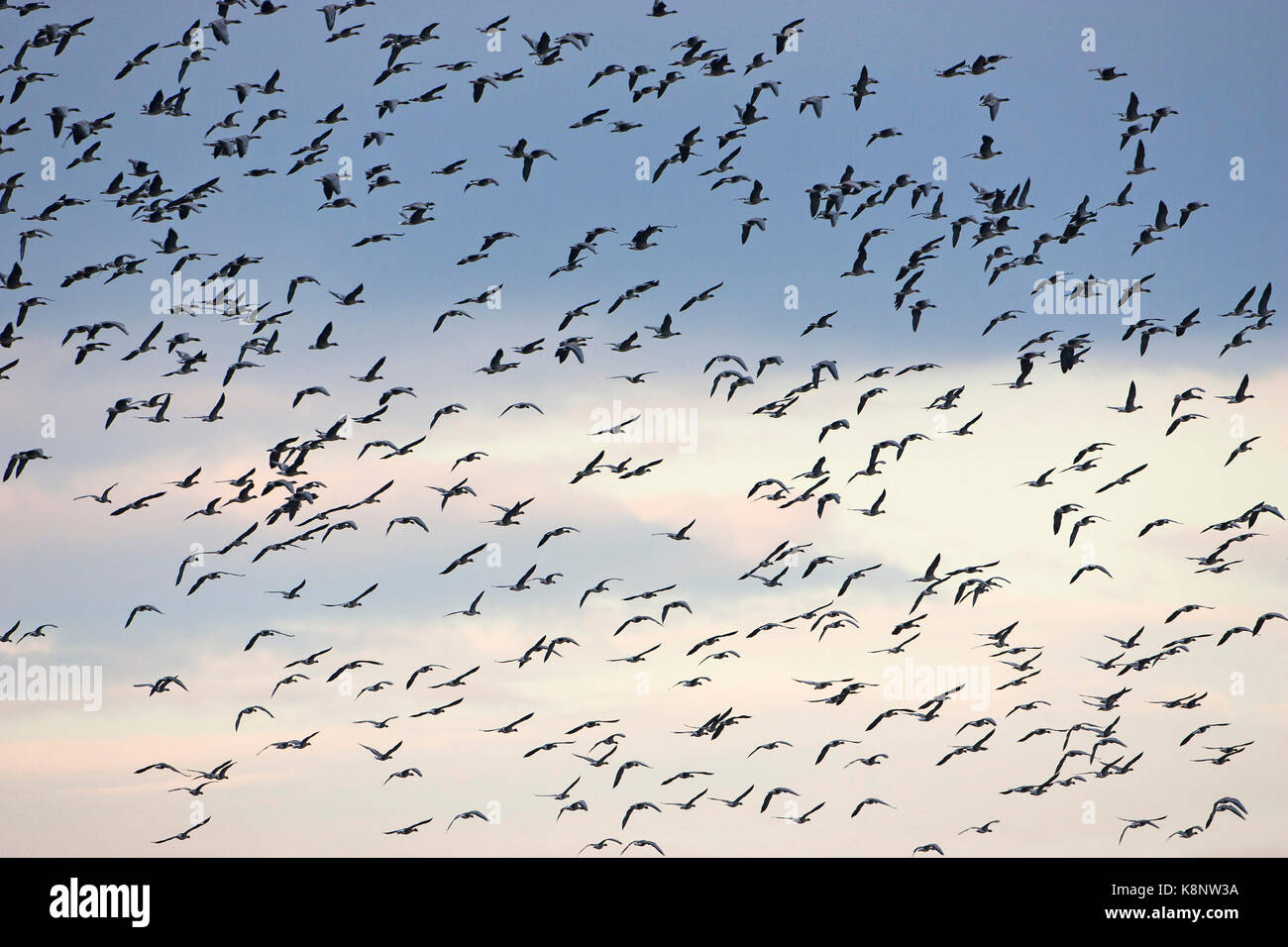Pink-footed goose Anser brachyrhynchus flock in flight over Udale Bay ...