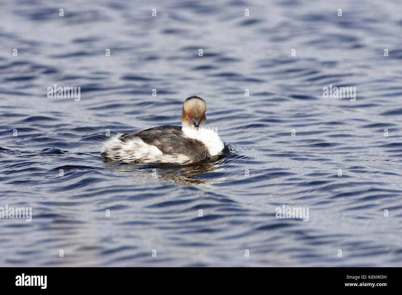 Silvery grebe Podiceps occipitalis swimming on a pond Sea Lion Island ...