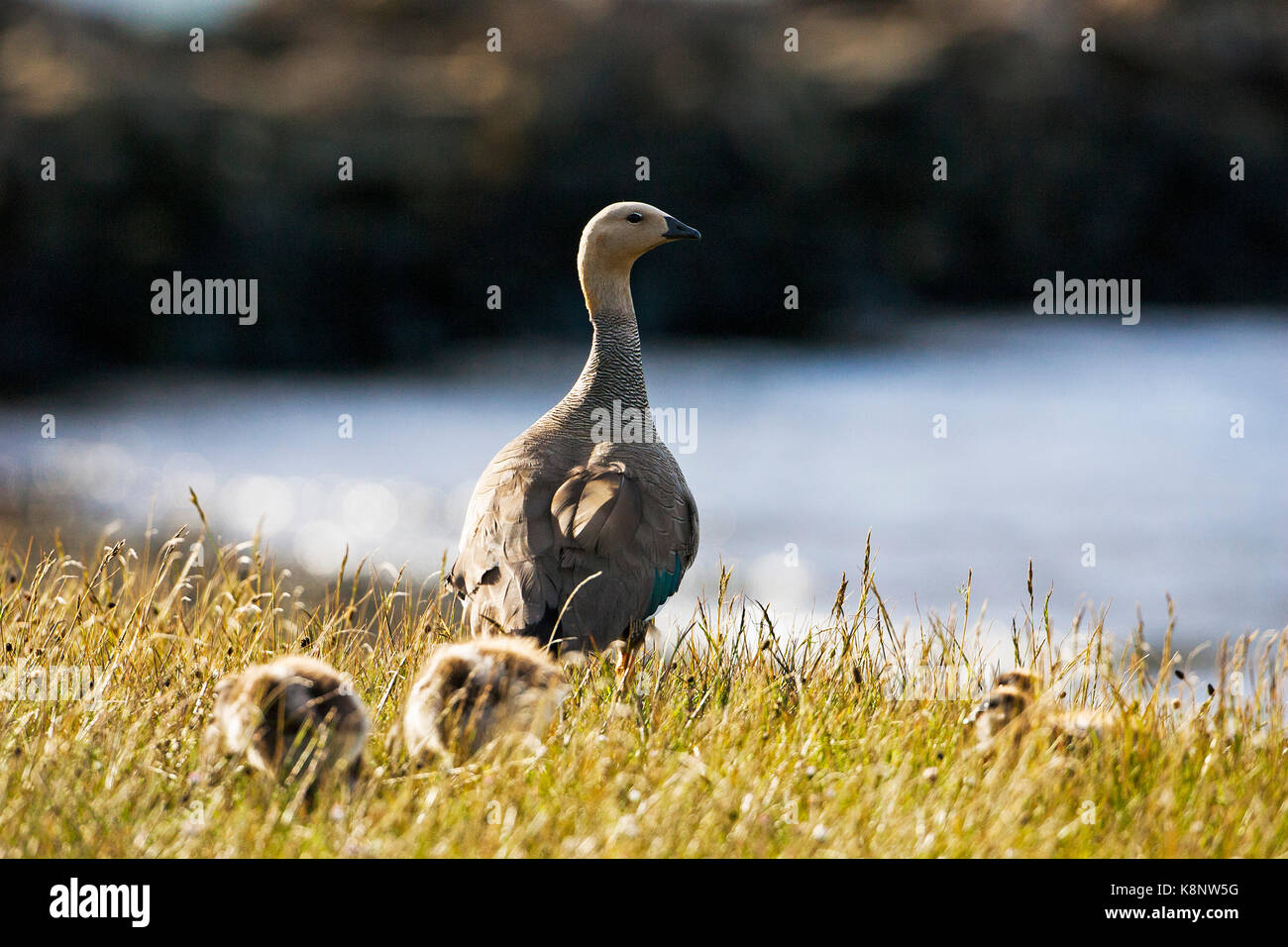 Ruddy-headed goose Chloephaga rubidiceps adult and goslings Darwin East ...