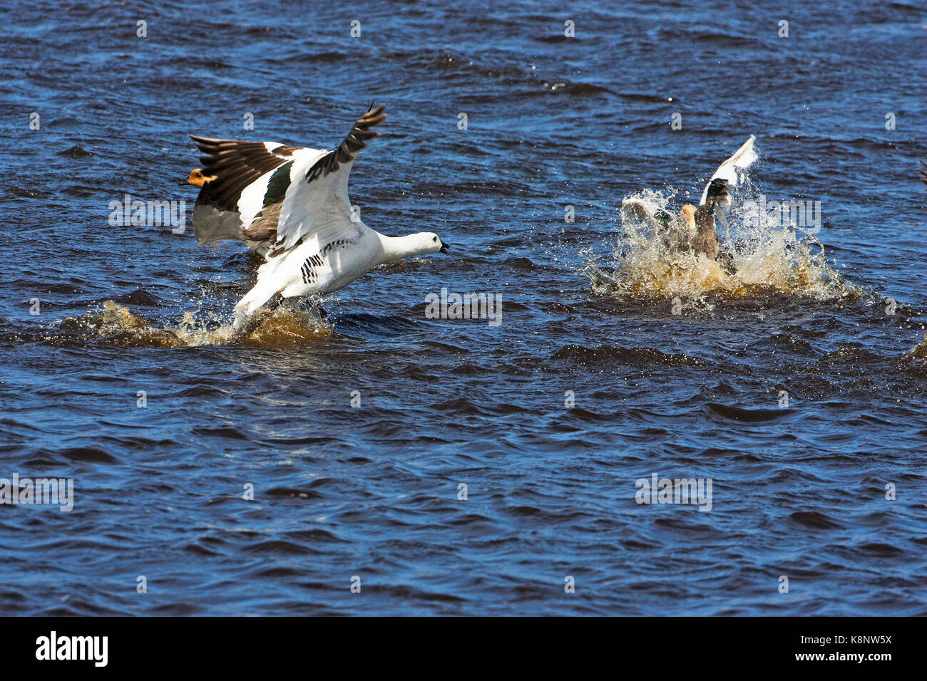 Upland goose Chloephaga picta leucoptera male chasing off another male ...