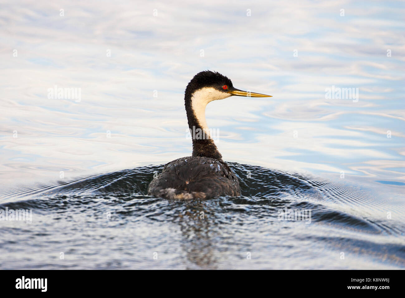 Western grebe Aechmophorus occidentalis swimming on Two Oceans Lake ...
