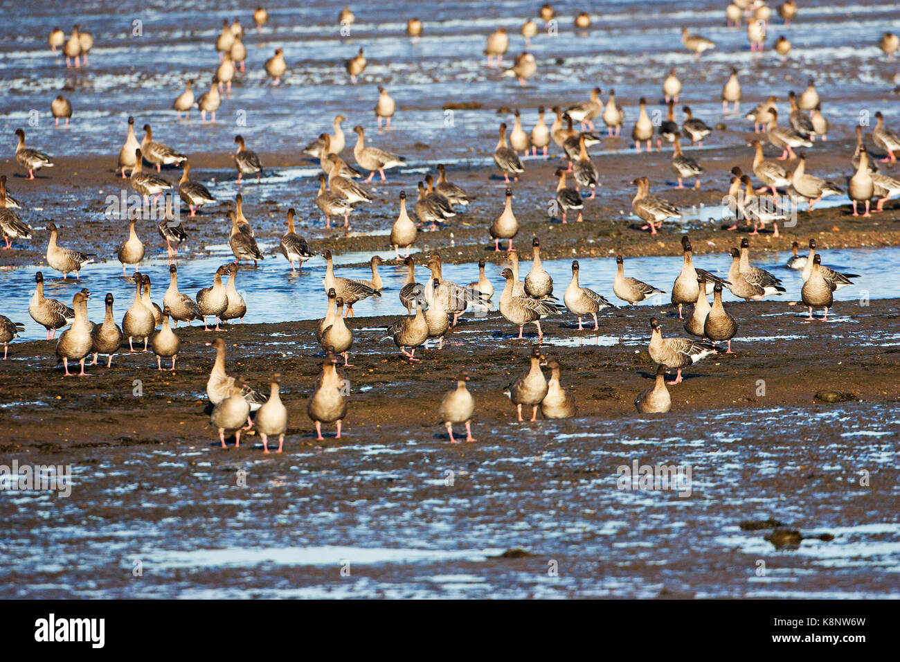 Pink-footed goose Anser brachyrhynchus group on intertidal mud Udale ...