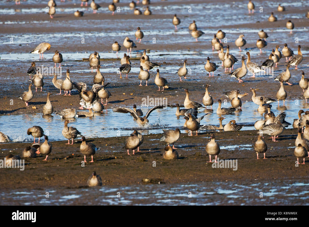 Pink-footed goose Anser brachyrhynchus group on intertidal mud Udale ...