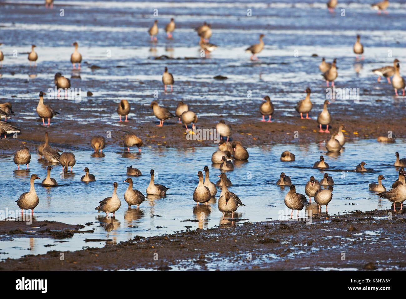 Pink-footed goose Anser brachyrhynchus group on intertidal mud Udale ...