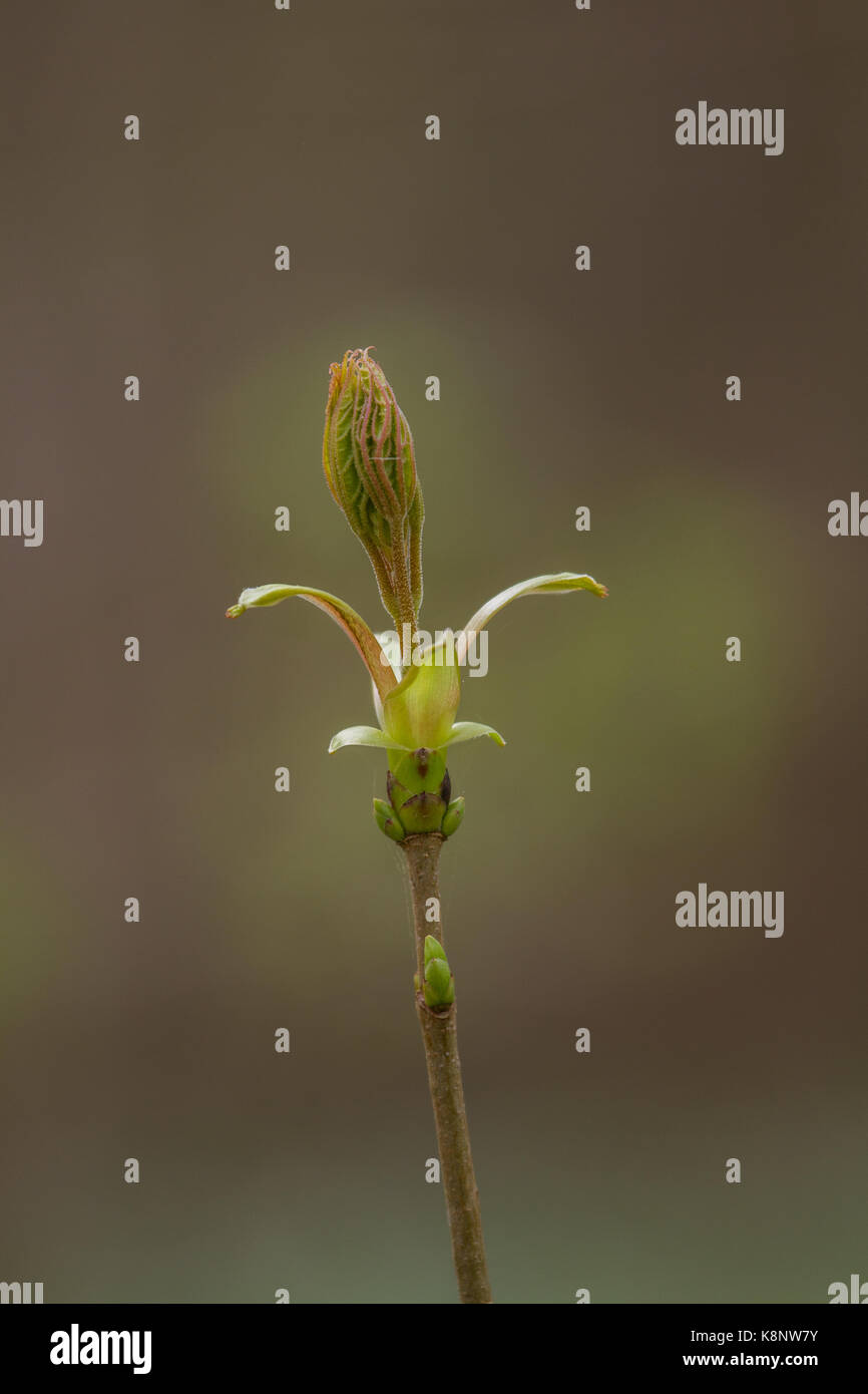 Beautiful tree buds in spring in natural habitat Stock Photo - Alamy