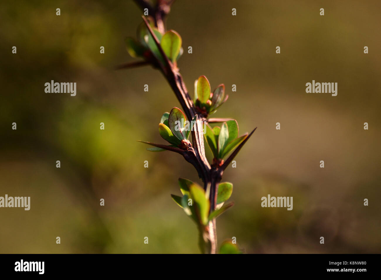 Beautiful tree buds in spring in natural habitat Stock Photo - Alamy