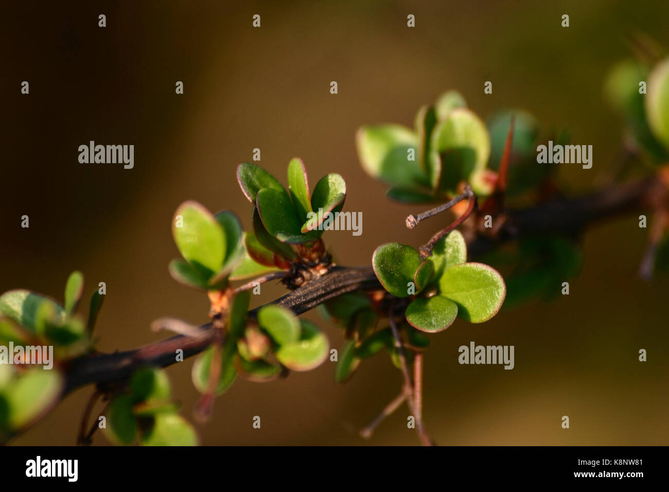 Beautiful tree buds in spring in natural habitat Stock Photo - Alamy