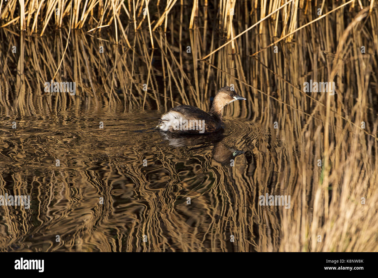 Little grebe Tachybaptus ruficollis swimming in marshland pool beside ...