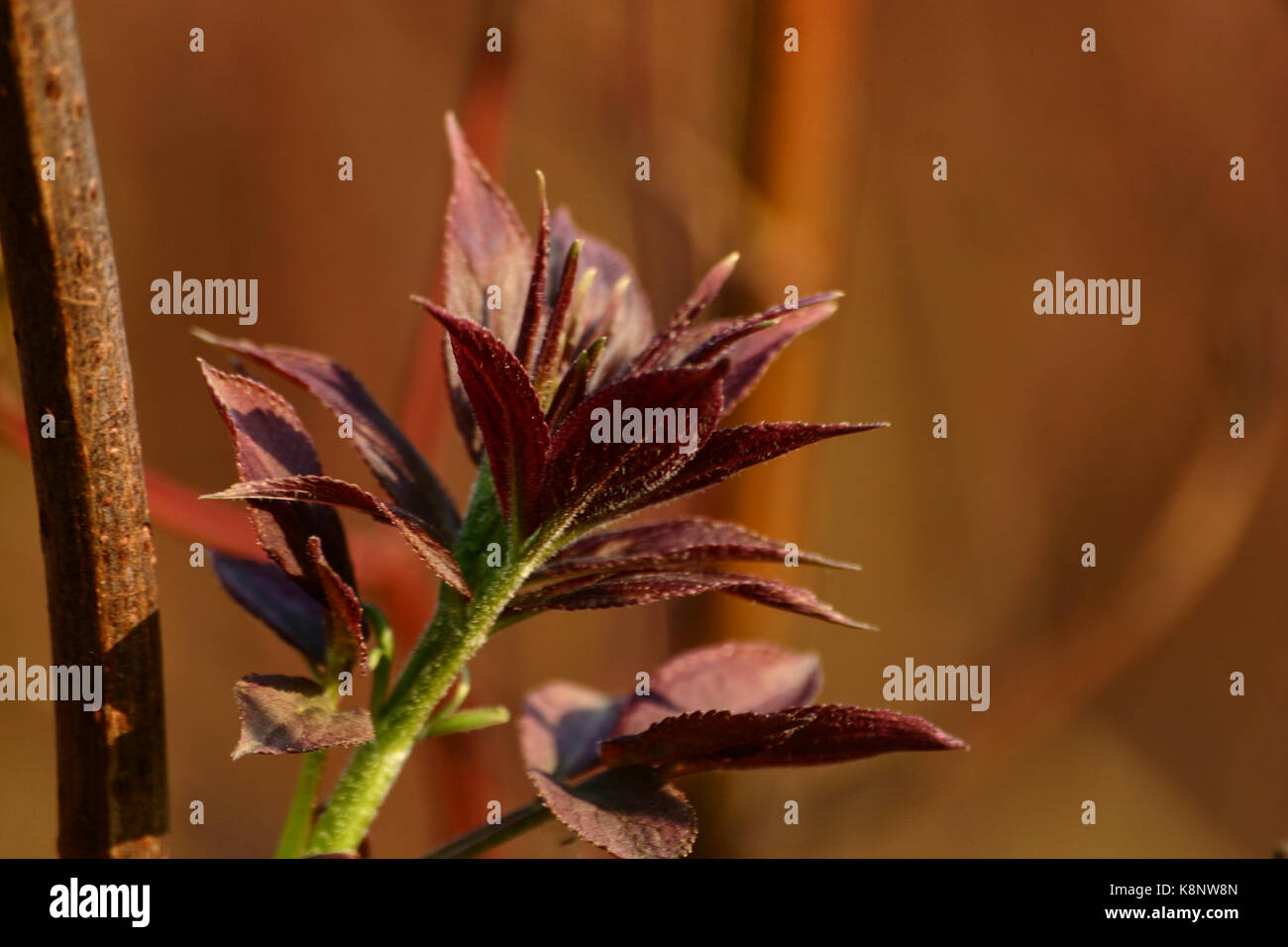 Beautiful tree buds in spring in natural habitat Stock Photo - Alamy